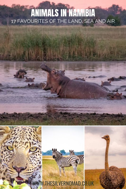 Animals in Namibia: 17 Amazing Favourites of the Land, Sea and Air ...