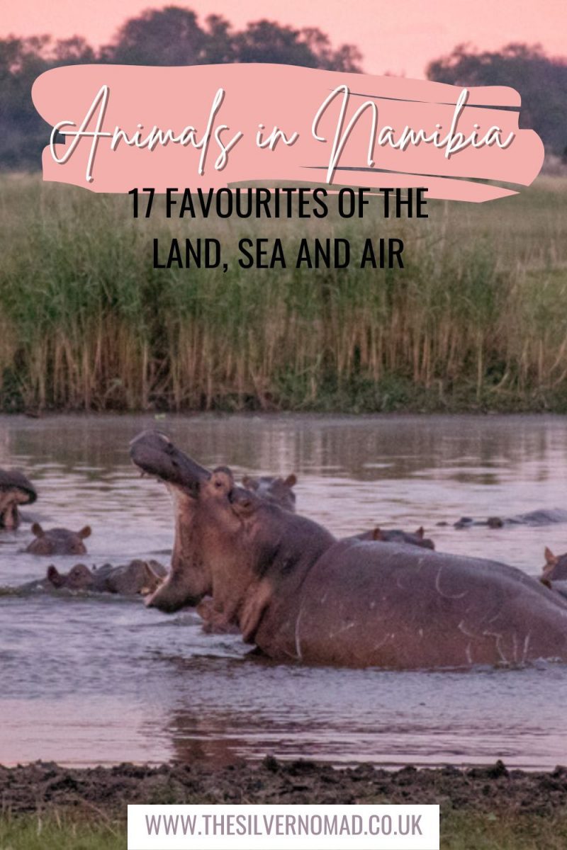 Animals in Namibia: 17 Amazing Favourites of the Land, Sea and Air ...