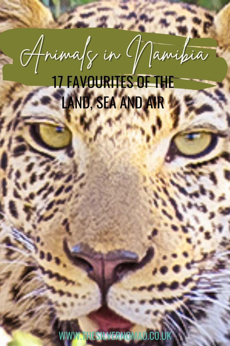 Animals in Namibia: 17 Amazing Favourites of the Land, Sea and Air ...
